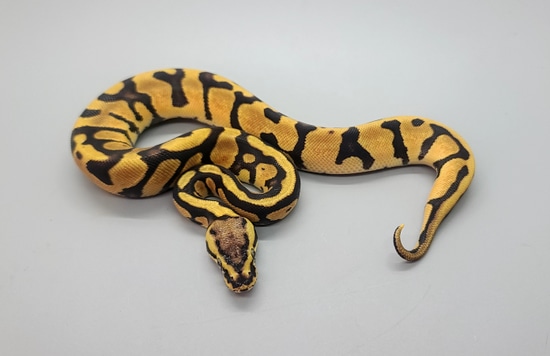 Acid Pastel Enchi Ball Python by Steve's Morphs