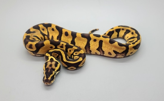 Leopard Pastel Enchi Ball Python by Steve's Morphs