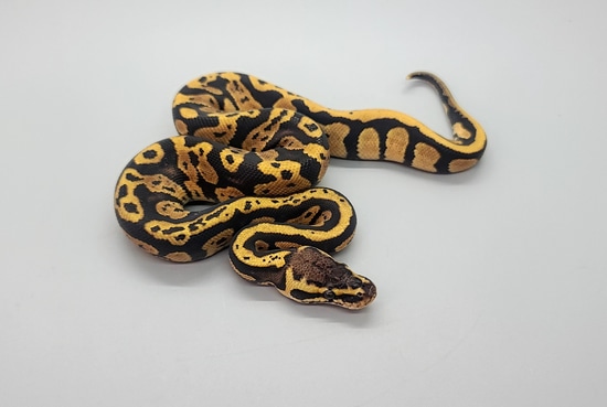 Acid Pastel Ball Python by Steve's Morphs