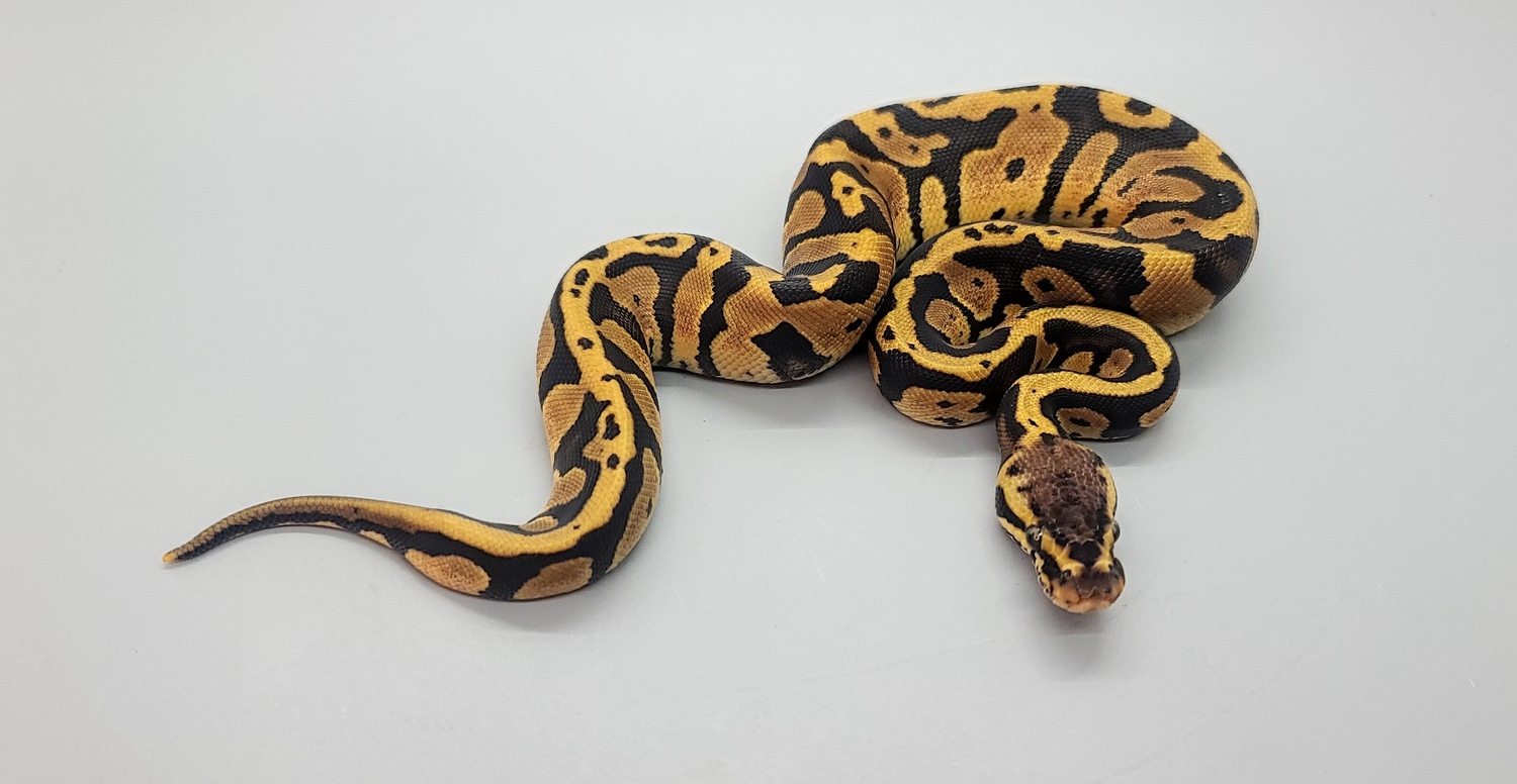 Acid Pastel Ball Python by Steve's Morphs - MorphMarket