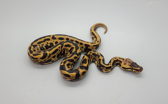 Acid Leopard Pastel Ball Python by Steve's Morphs