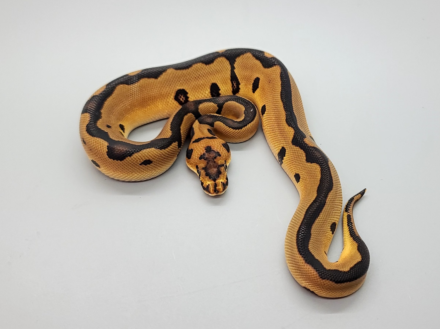 Leopard Blade Clown Ball Python by Steve's Morphs - MorphMarket