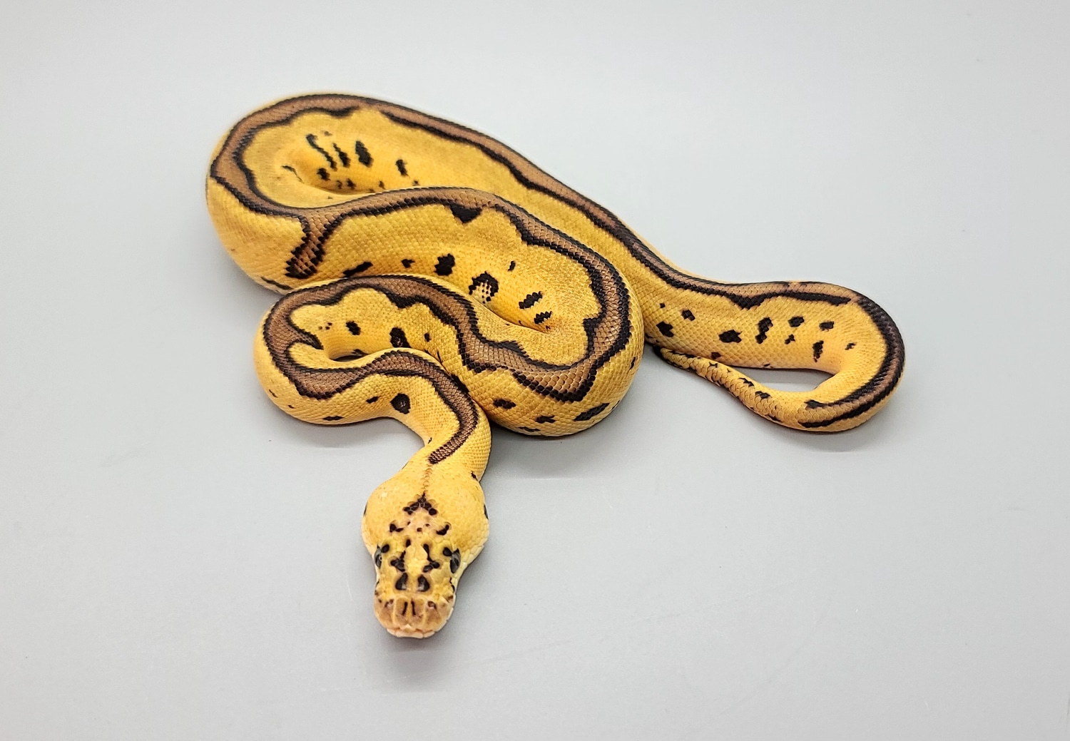 Leopard Pastel Blade Clown Ball Python by Steve's Morphs - MorphMarket