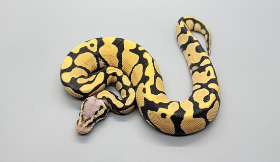 Pastel Enchi Desert Ghost Ball Python by Steve's Morphs