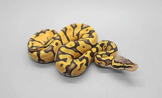 Enchi Pastel Hypo Het Desert Ghost Ball Python by Steve's Morphs