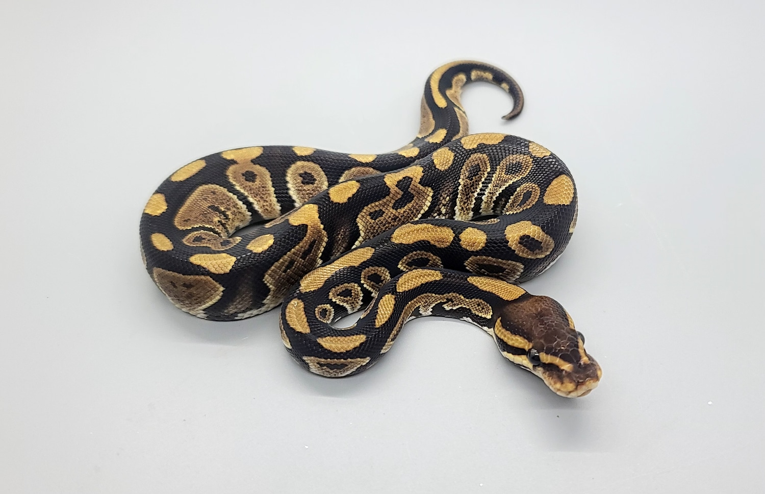 Chocolate DH Hypo Desert Ghost Ball Python by Steve's Morphs - MorphMarket
