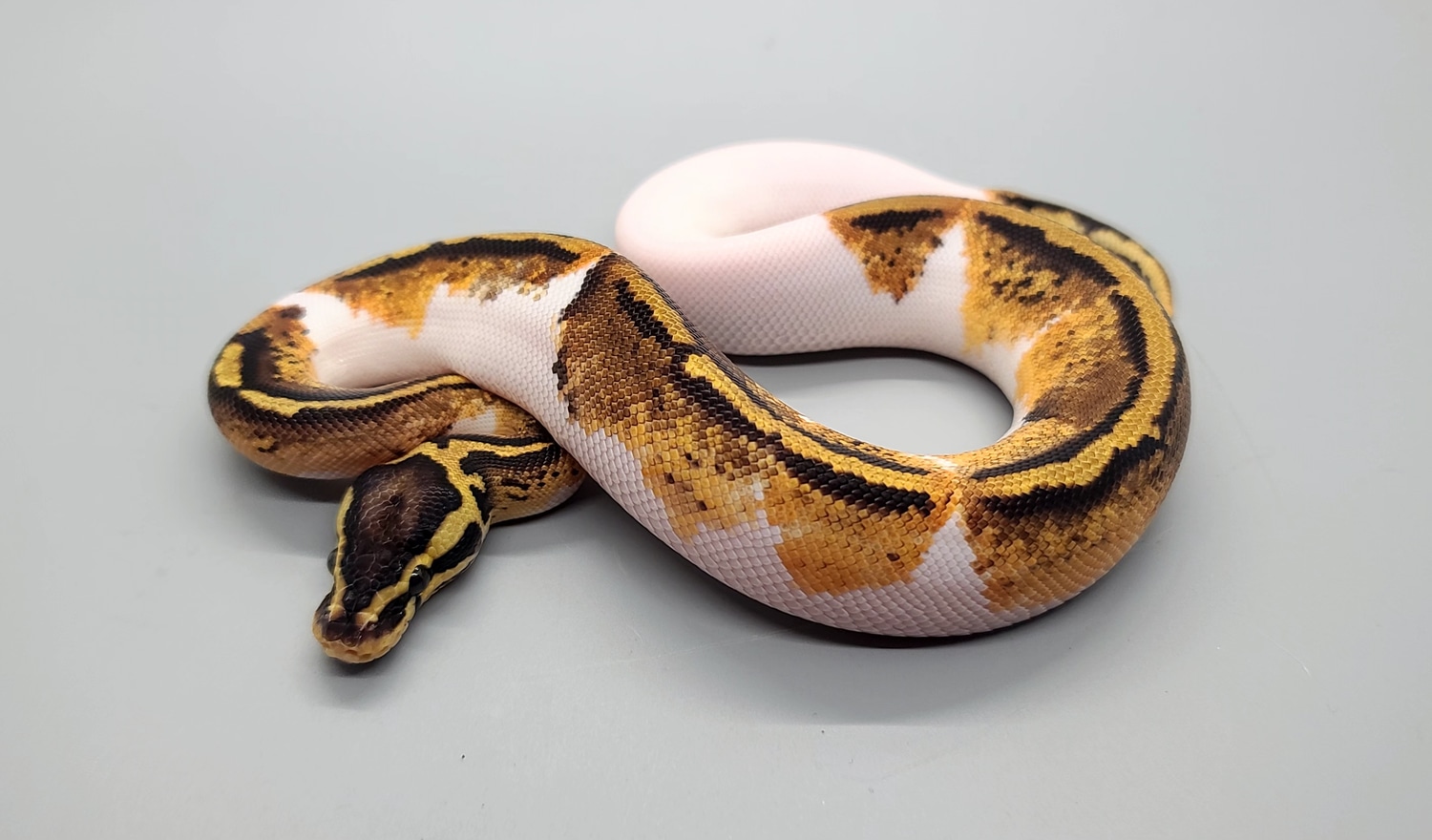 Pastel Pied Ball Python by Steve's Morphs - MorphMarket
