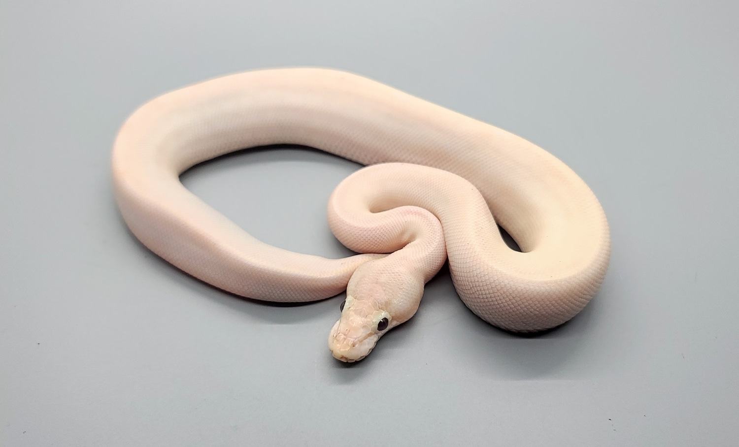 Banana Fire Ivory Ball Python by Steve's Morphs - MorphMarket