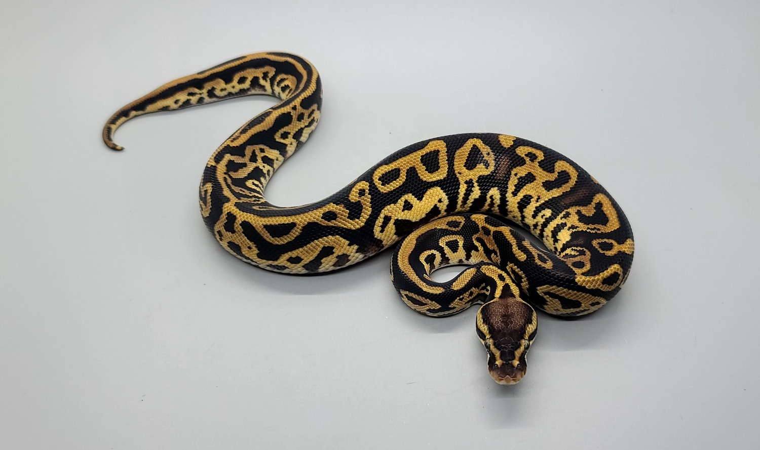 Leopard Spotnose Pastel Ball Python by Steve's Morphs - MorphMarket