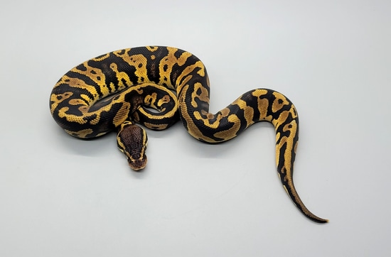 Pastel YB Confusion Ball Python by Steve's Morphs
