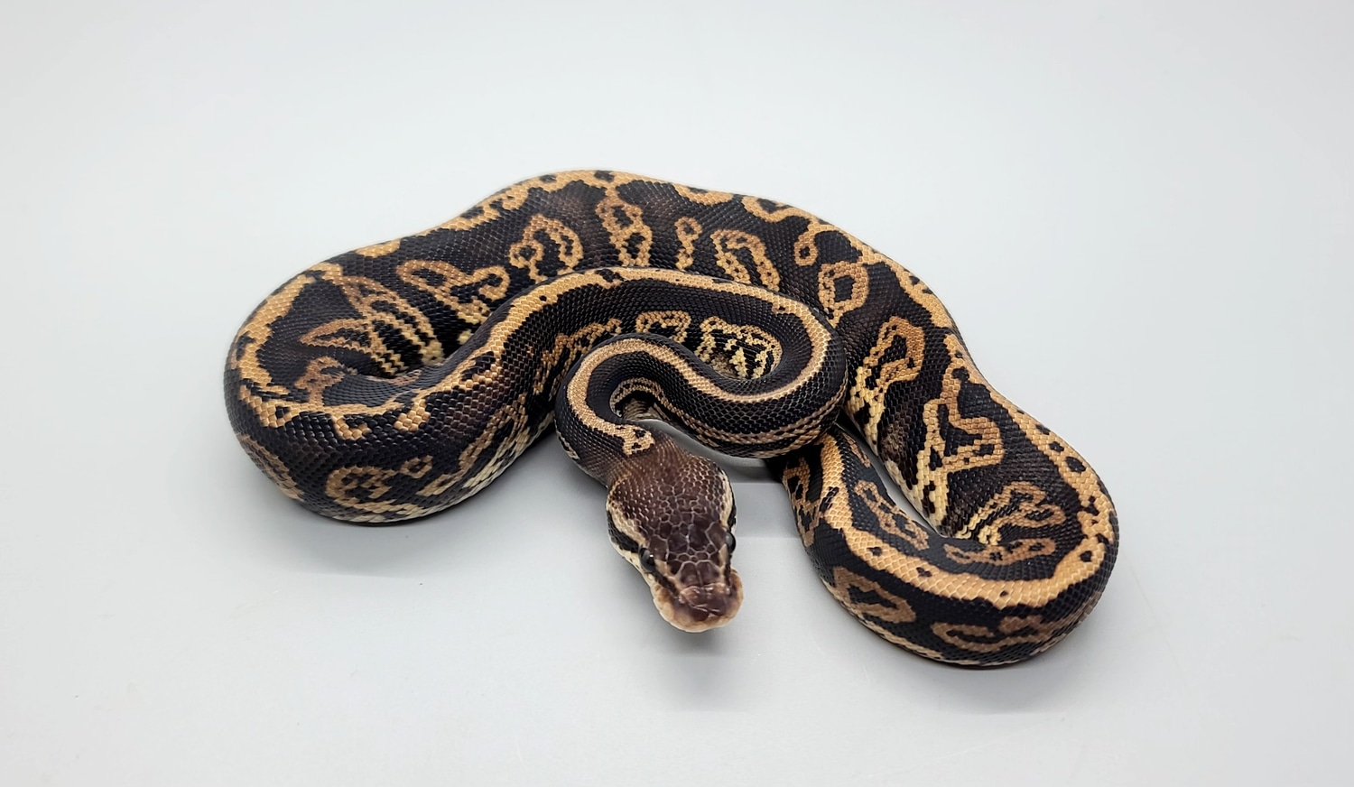 Black Pastel Confusion Ball Python by Steve's Morphs - MorphMarket