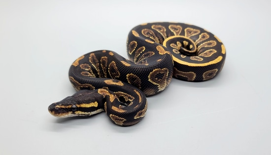 Hurricane Black Head Ball Python by Steve's Morphs
