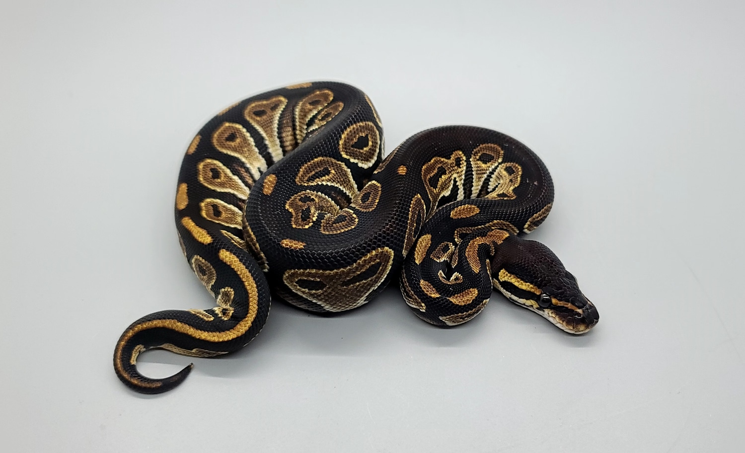 Black Head Ball Python by Steve's Morphs - MorphMarket