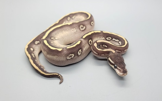 Super Mystic Ball Python by Steve's Morphs