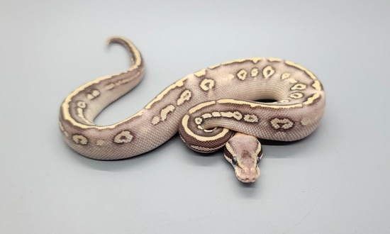 Super Mystic Pastel Ball Python by Steve's Morphs