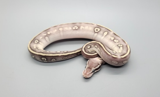 Super Mystic Pastel Ball Python by Steve's Morphs