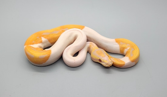Candy Pied Ball Python by Steve's Morphs