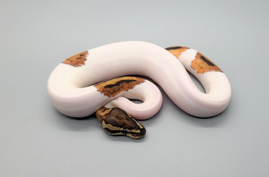 Pied Het Candy Ball Python by Steve's Morphs