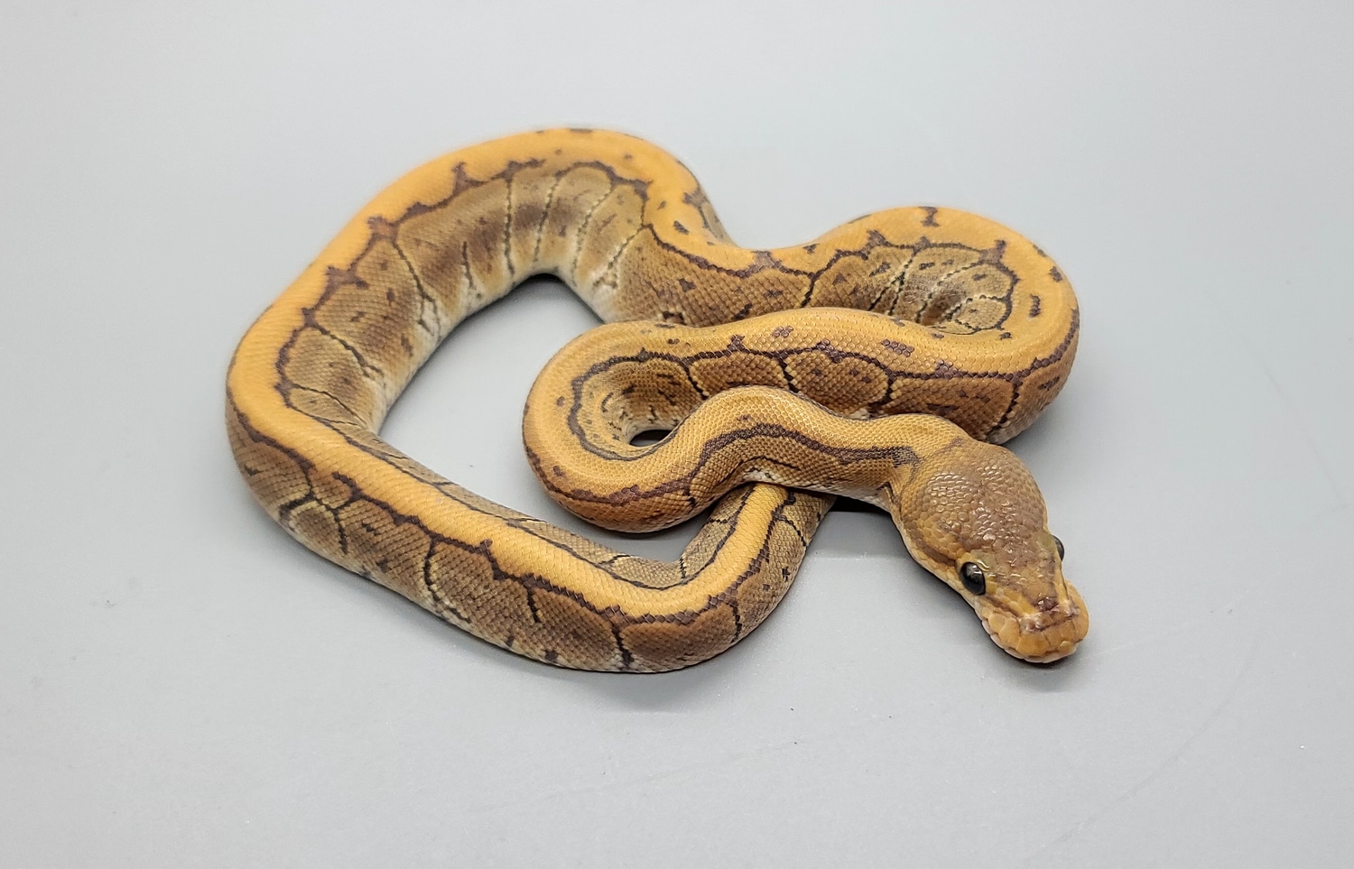 Pinstripe Hypo Ball Python by Steve's Morphs - MorphMarket