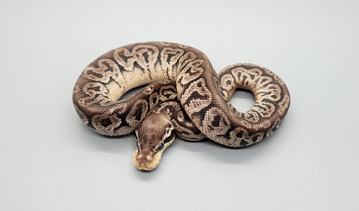 Black Pewter Het VPI Axanthic Ball Python by Steve's Morphs - MorphMarket