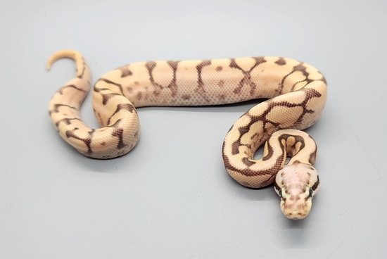 Bumblebee Het VPI Axanthic Ball Python by Steve's Morphs