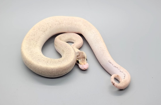 Pewter Champagne Ball Python by Steve's Morphs