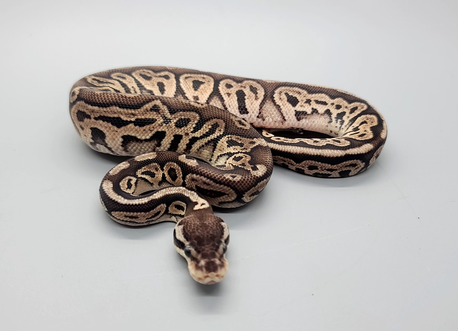 Black Pewter Ball Python by Steve's Morphs - MorphMarket