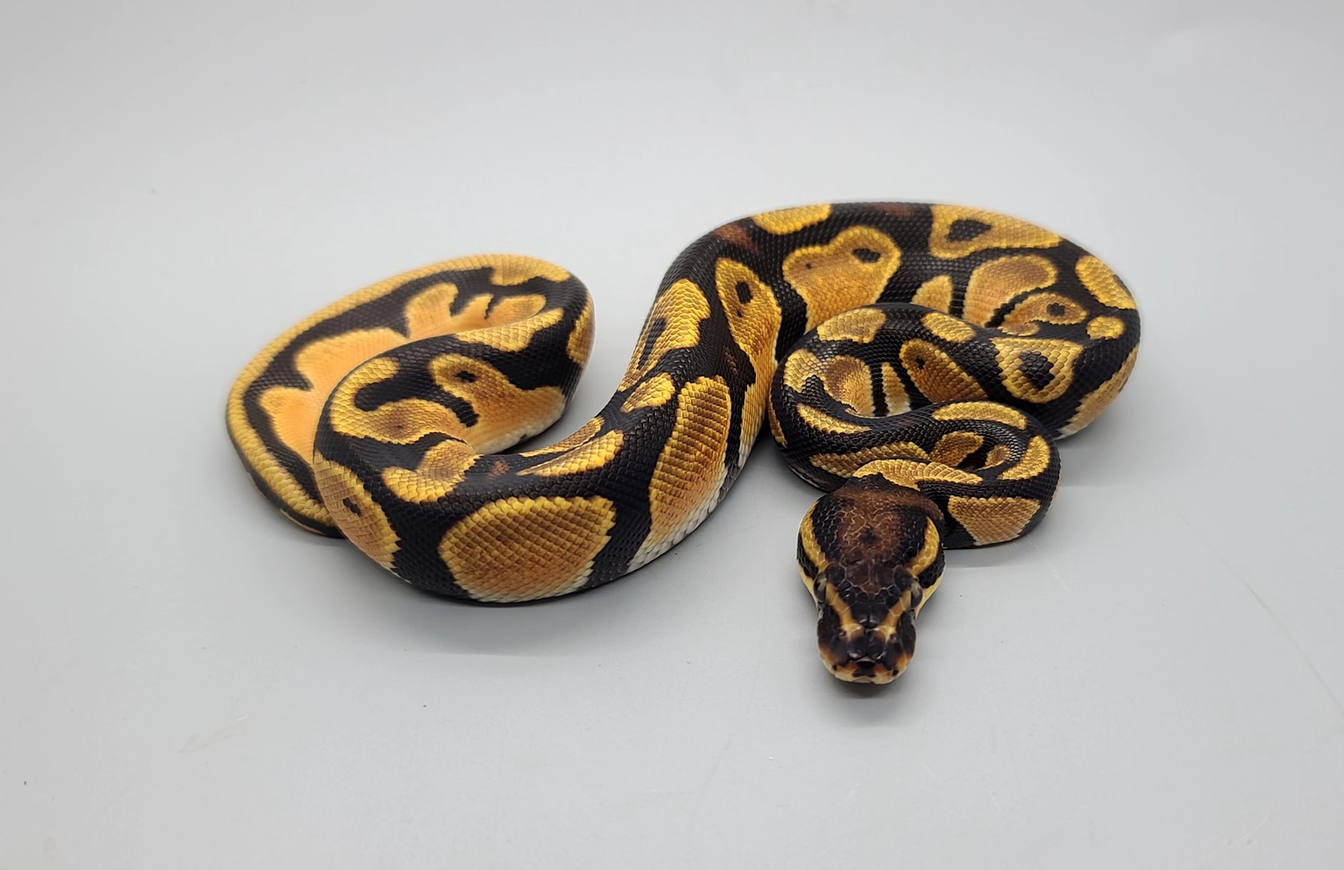 Super Orange Dream Ball Python by Steve's Morphs - MorphMarket