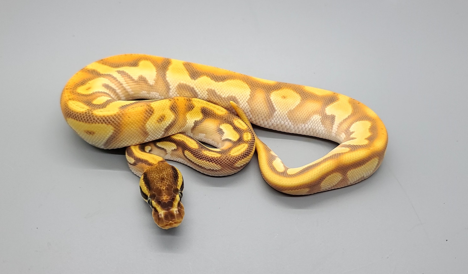 Super Orange Dream Mojave Enchi YB Fire Ball Python by Steve's Morphs ...