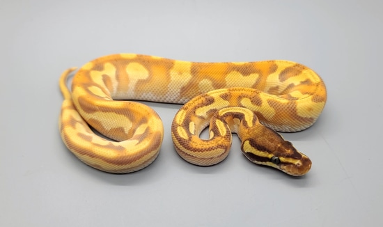 Super Orange Dream Mojave Enchi YB Fire Ball Python by Steve's Morphs