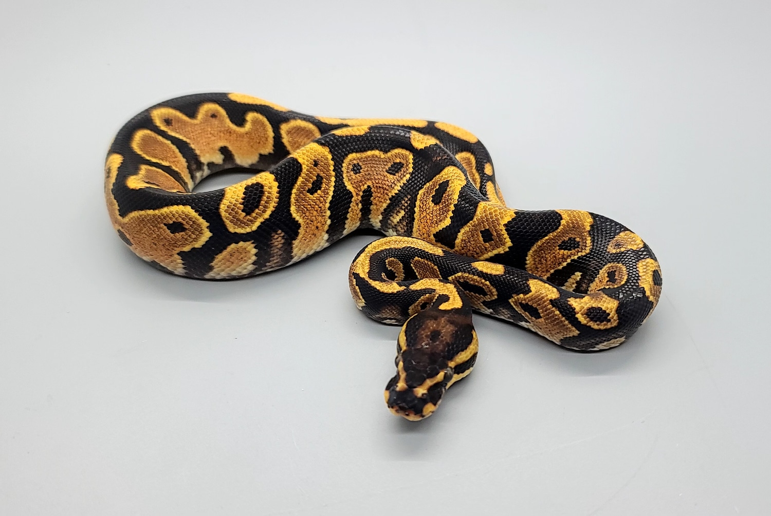 Orange Dream YB Ball Python by Steve's Morphs - MorphMarket