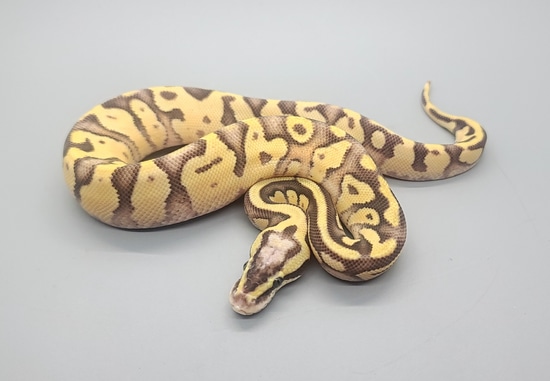 Superfly Enchi YB DH Desert Ghost Clown Ball Python by Steve's Morphs