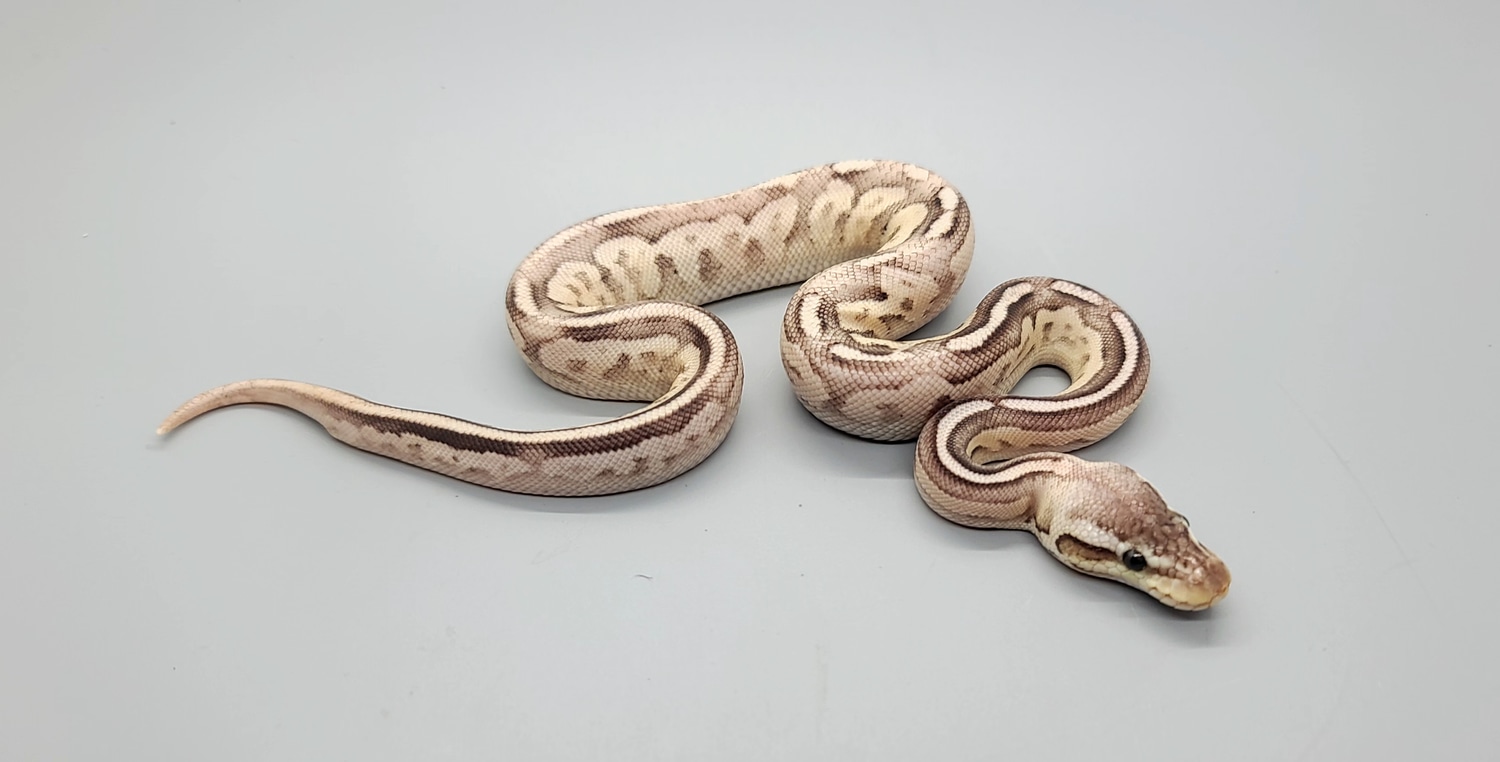 Firefly Cinnamon Ball Python by Steve's Morphs - MorphMarket