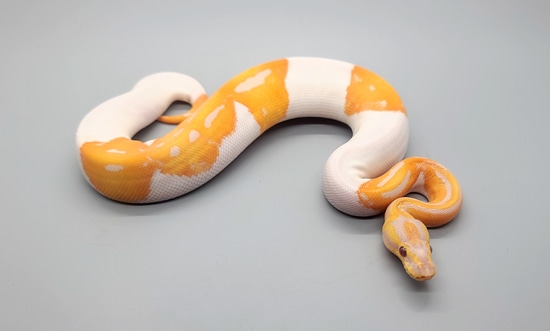 Lavender Albino Pied Ball Python by Steve's Morphs