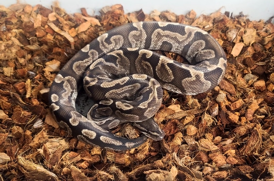GHI TSK Axanthic Ball Python by Steve's Morphs