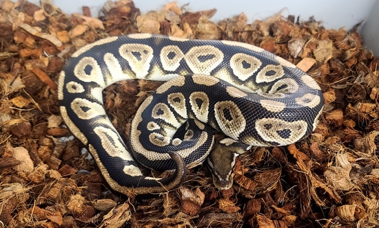 Black Pastel Orange Dream Ball Python by Steve's Morphs