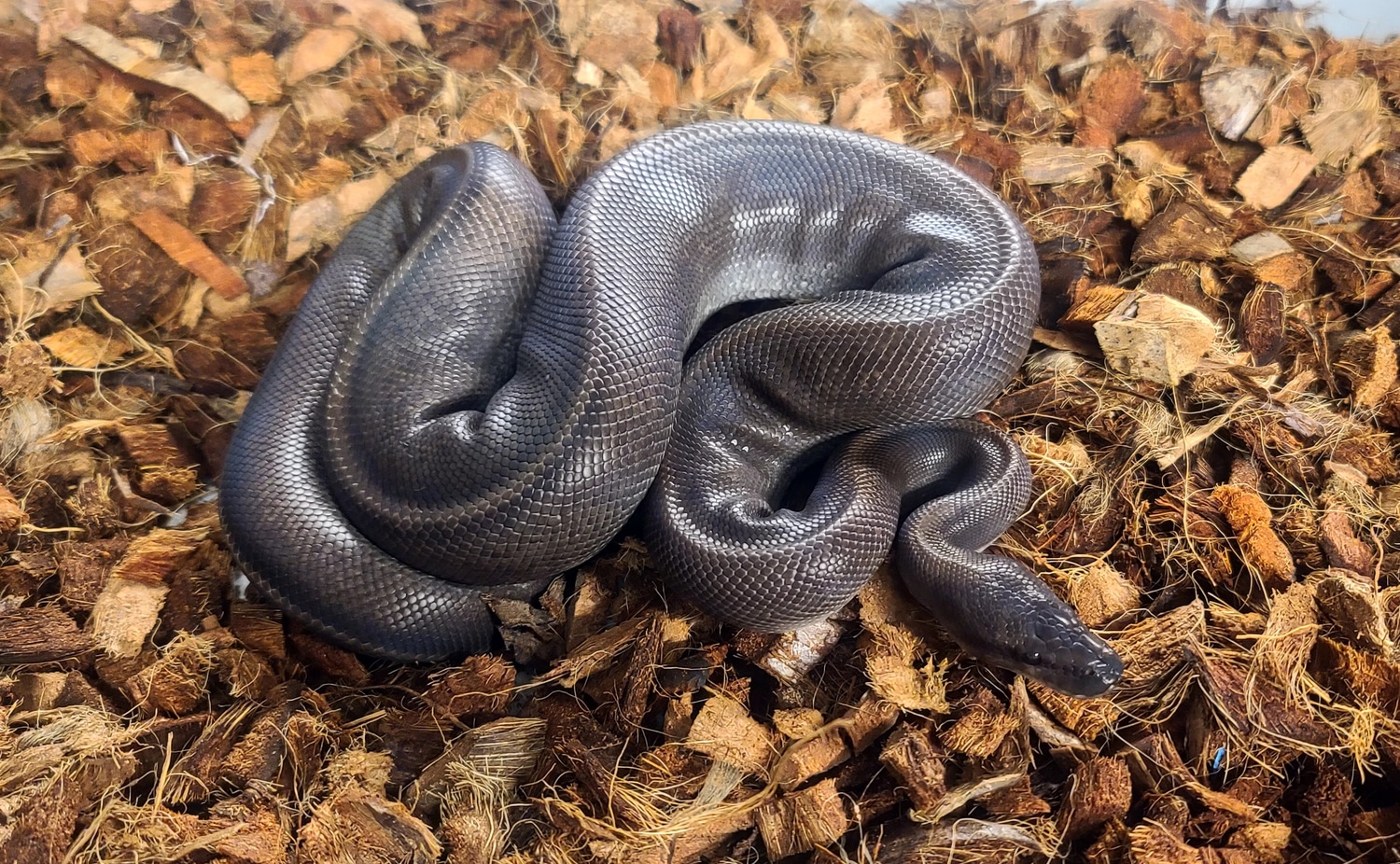 Suma Ball Python by Steve's Morphs - MorphMarket