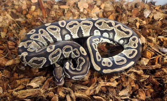 Blitz Pos YB Ball Python by Steve's Morphs