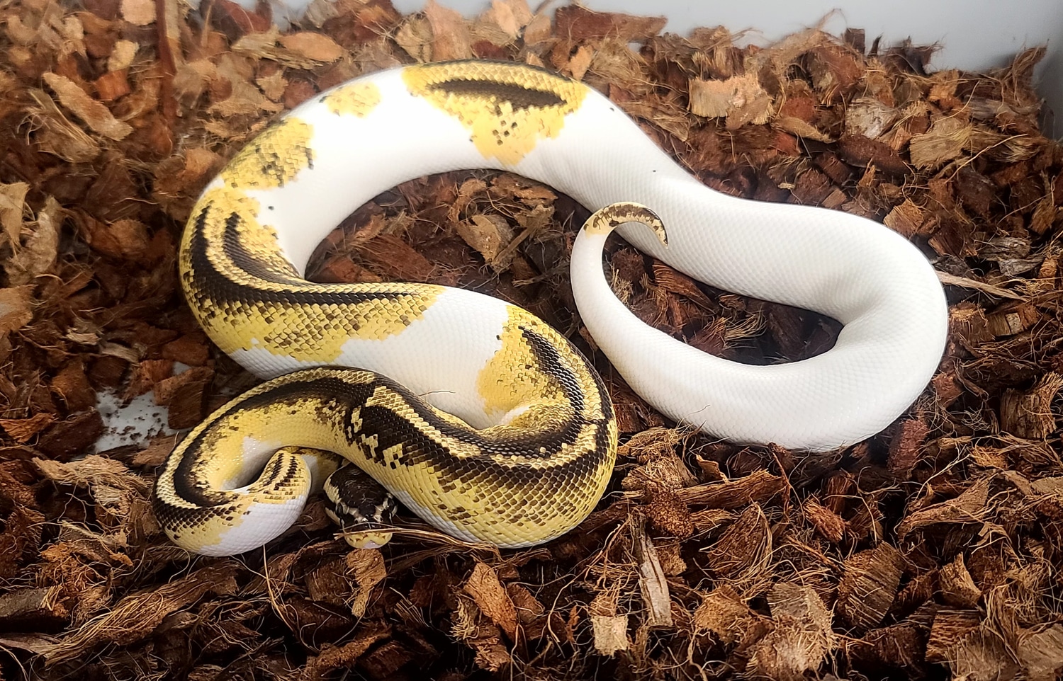 Pastel YB Pied Ball Python by Steve's Morphs - MorphMarket
