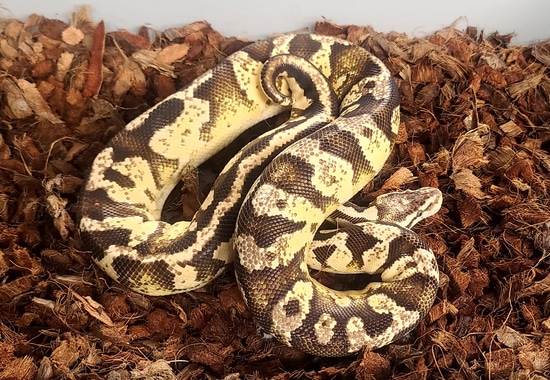 Pastel Fire YB Ball Python by Steve's Morphs