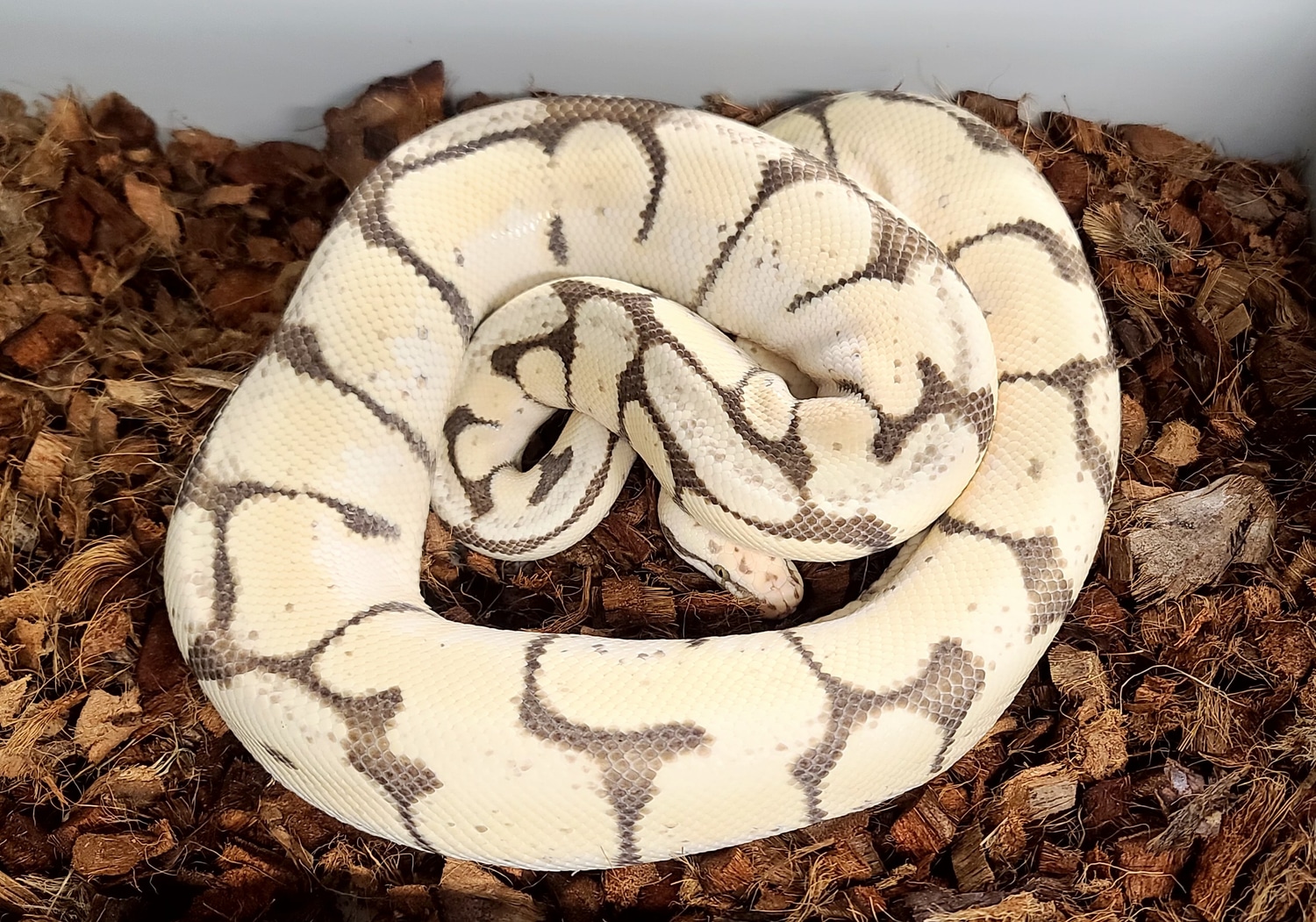 Bumblebee Desert Ghost Ball Python by Steve's Morphs - MorphMarket
