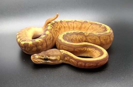 Spotnose Sunset Ball Python by Steve's Morphs