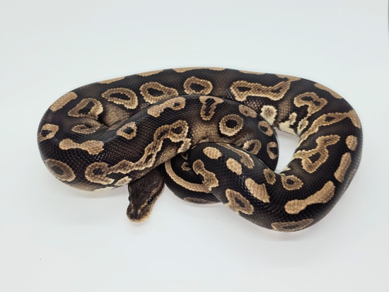 Wookie Cinnamon Ball Python by Steve's Morphs