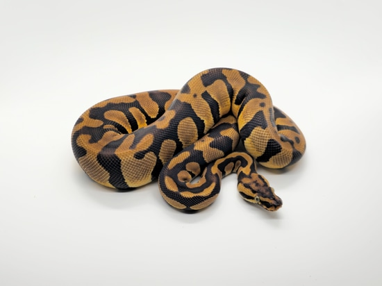 Confusion Pastel Enchi Ball Python by Steve's Morphs