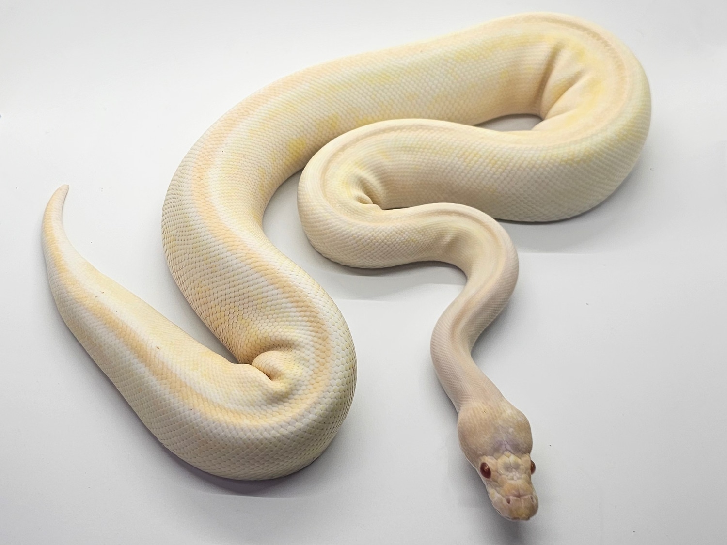 Suma Albino Ball Python by Steve's Morphs - MorphMarket