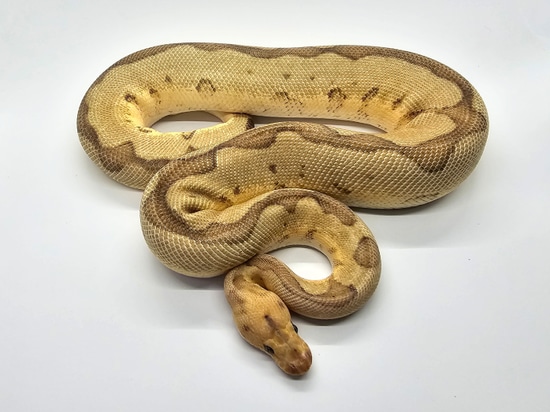 Fire Blade Clown Ball Python by Steve's Morphs