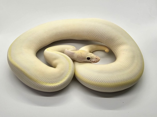 Leopard Enchi Lesser Ivory Ball Python by Steve's Morphs