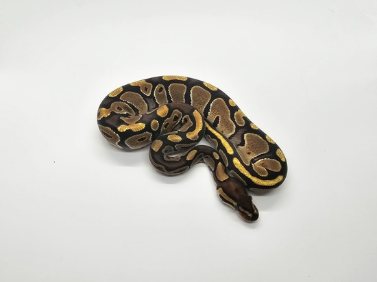 NoCo Special Ball Python by Steve's Morphs