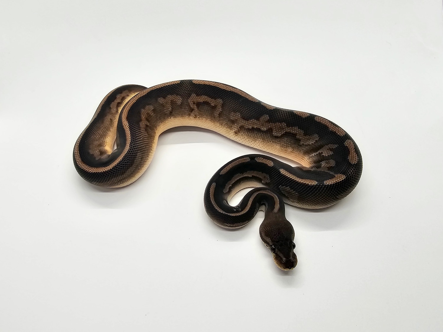 Wookie Cinnamon Russo Ball Python by Steve's Morphs - MorphMarket