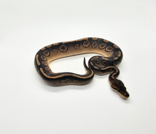Wookie Cinnamon Calico/YB Ball Python by Steve's Morphs